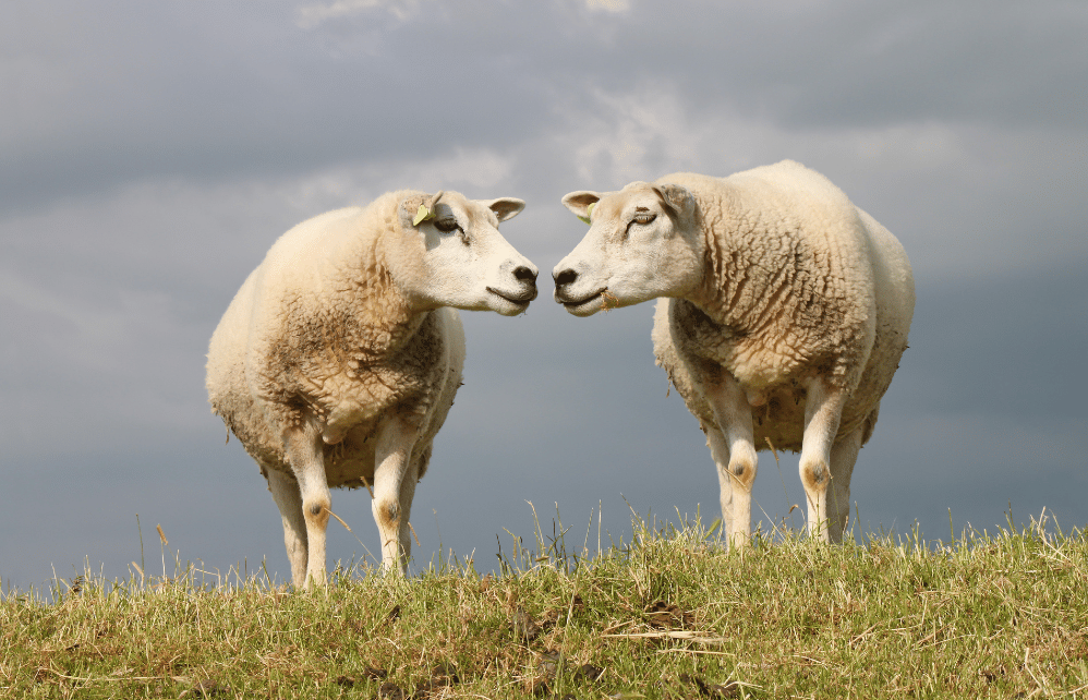 5 choses que vous ne savez (peut-être) pas sur le mouton - Jardiland