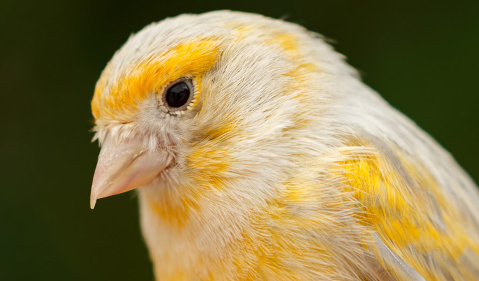 Canari : races, cage, nourriture, soin - Jardiland