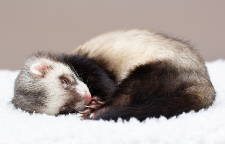 Les 10 animaux qui adorent dormir - Jardiland