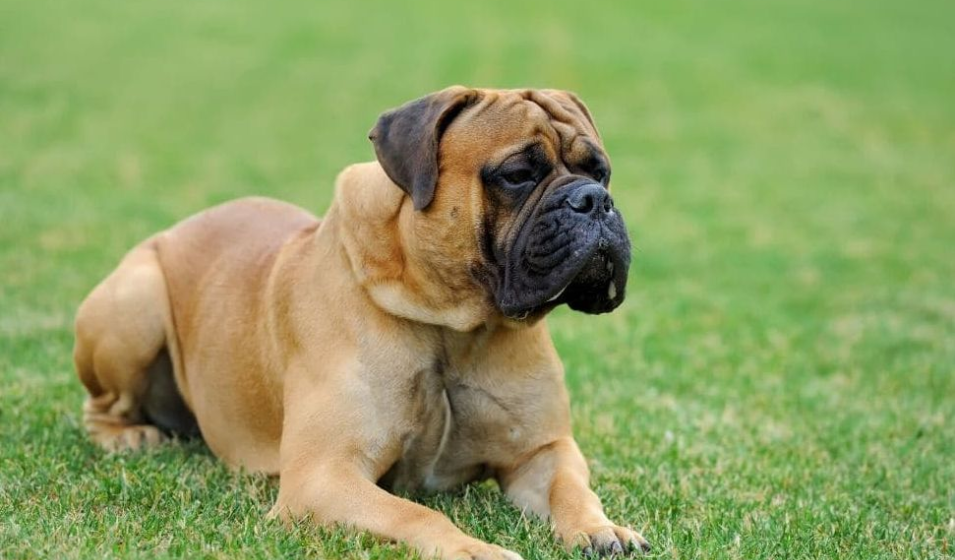 Razas de perro de todos los récords - Jardiland