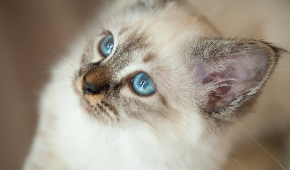 Sacré de Birmanie : caractère, éducation et entretien - Jardiland