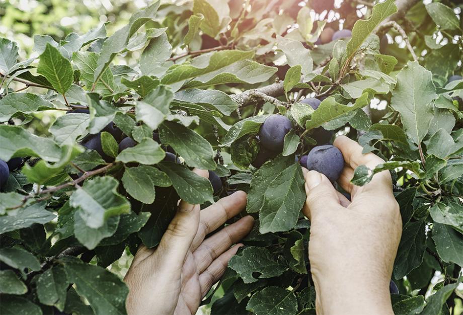 La bouture du prunier - Gamm vert