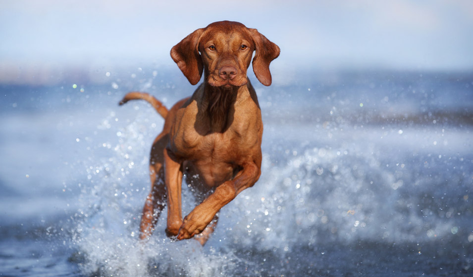 10 races de chiens qui aiment la course à pied - Jardiland