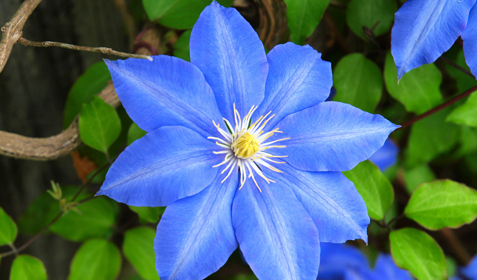 Types De Fleurs Naturellement Bleues