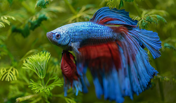 Les 8 poissons les plus adaptés pour les aquariophiles débutants ...