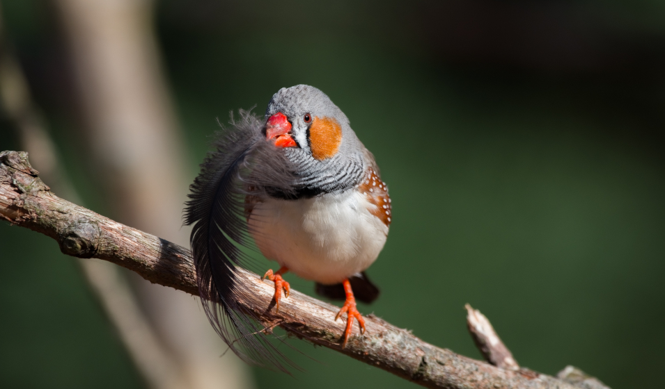 Le diamant mandarin : races, alimentation, santé - Jardiland