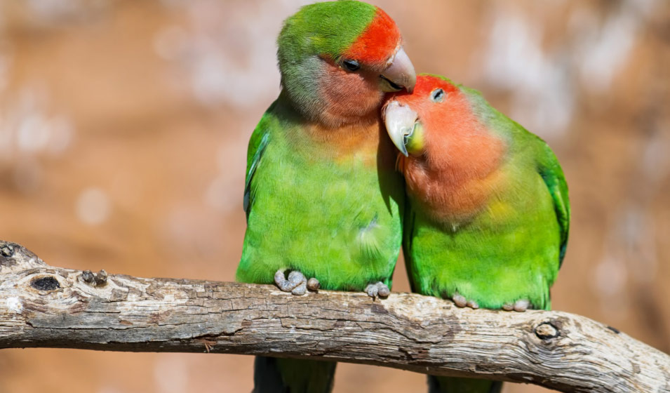 Les perruches inséparables - Jardiland