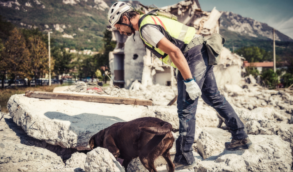 Los 10 mejores oficios para perros - Jardiland