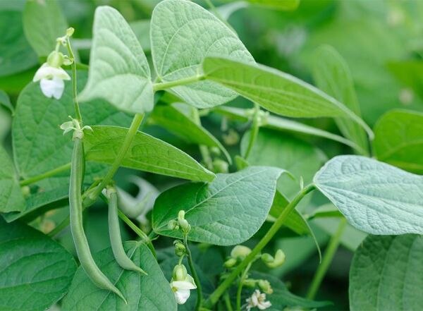 Quand planter des haricots ? - Gamm vert