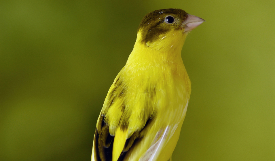 Le canari panaché - Jardiland