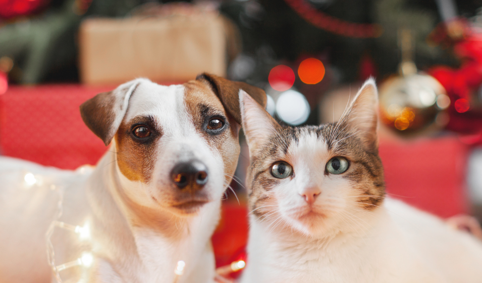 El mes del perro y el gato - Jardiland