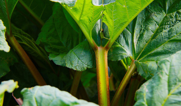 Rhubarbe : semis, plantation et entretien - Jardiland