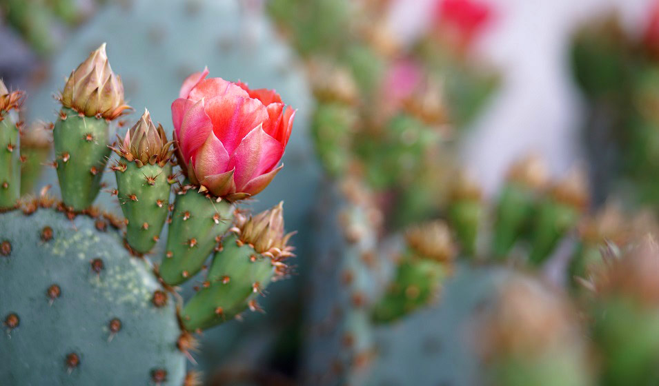 Cactus : variétés, plantation, entretien et association - Jardiland