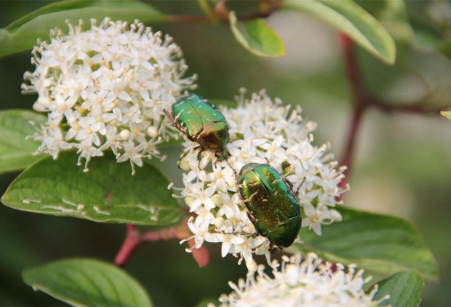 Insectes utiles au jardin - Gamm vert