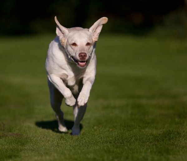 Courir avec votre chien : le cani-cross - Gamm vert