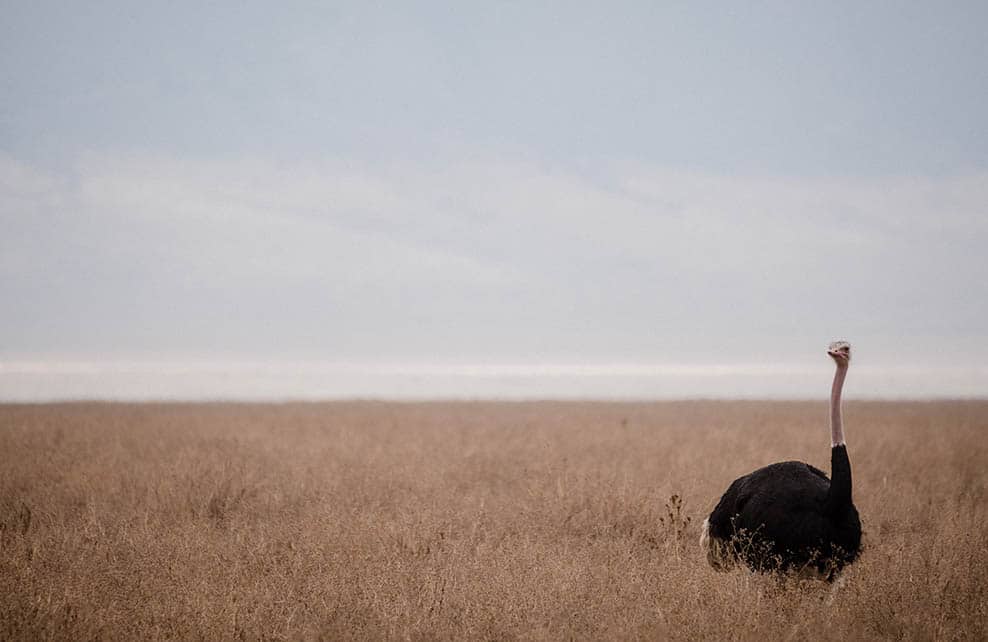 10 des animaux les plus rapides de la planète - Jardiland