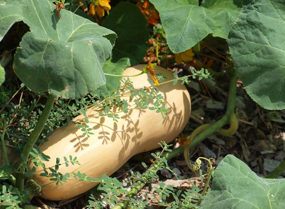 Courge Butternut : variétés, plantation, entretien - Gamm vert