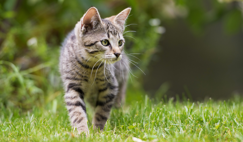 Comment bien choisir la pâtée pour chat ? - Jardiland