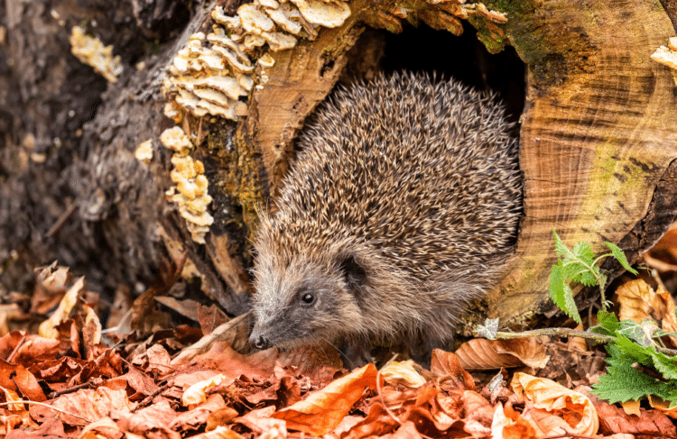 Tout savoir sur l’hibernation des animaux - Jardiland