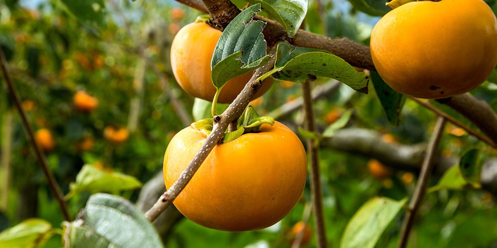 10 fruitiers originaux à planter sans attendre - Gamm vert
