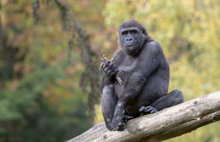 Comment les animaux se soignent-ils ? - Jardiland Comment les animaux se soignent-ils ? - Jardiland