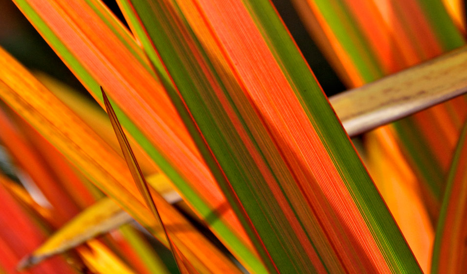 Lin de Nouvelle-Zélande : variétés, plantation et entretien - Jardiland