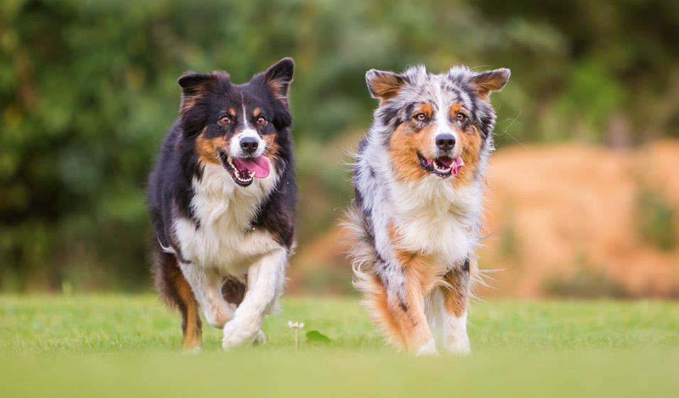 10 races de chiens qui aiment la course à pied - Jardiland