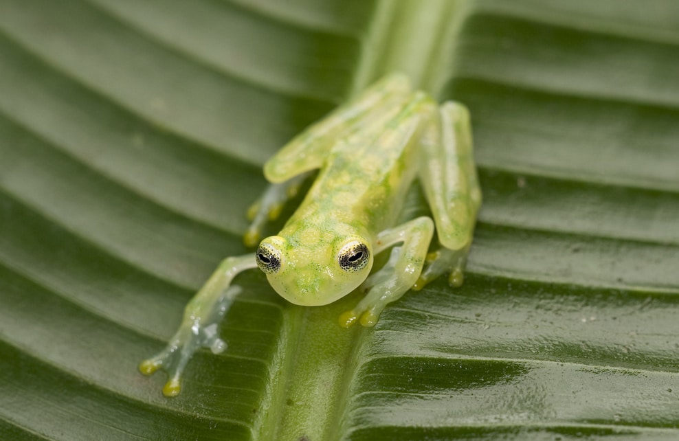 Le top 9 des animaux translucides - Jardiland