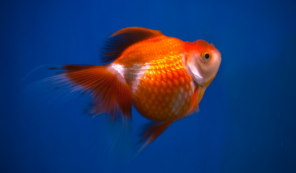 Los 6 peces de acuario más hermosos - Jardiland