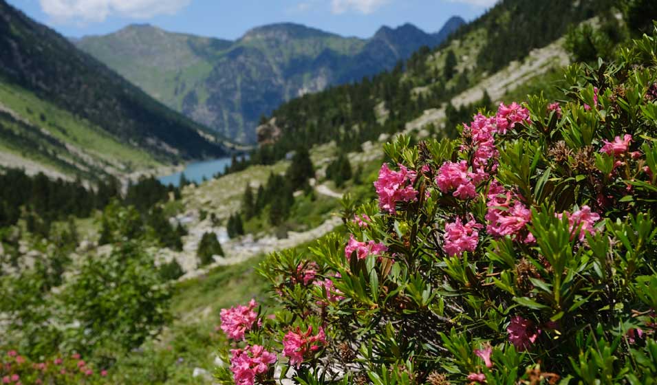 9 arbustes persistants pour un jardin en altitude - Jardiland