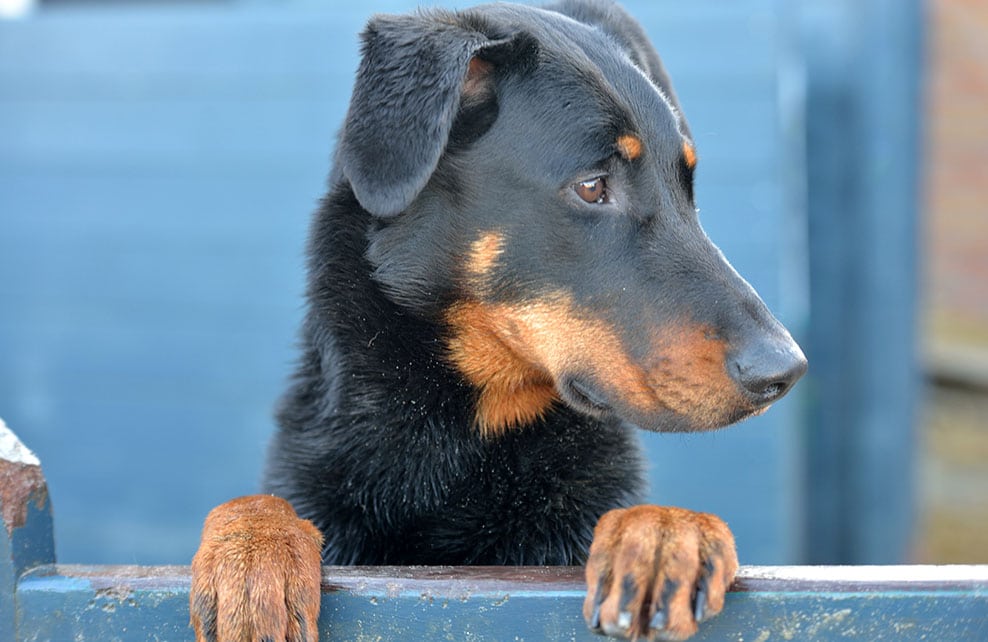 Top 10 des races de chiens de garde - Jardiland