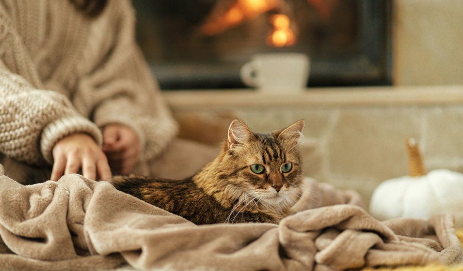 Comment créer un lit pour votre chat avec une couverture - Jardiland