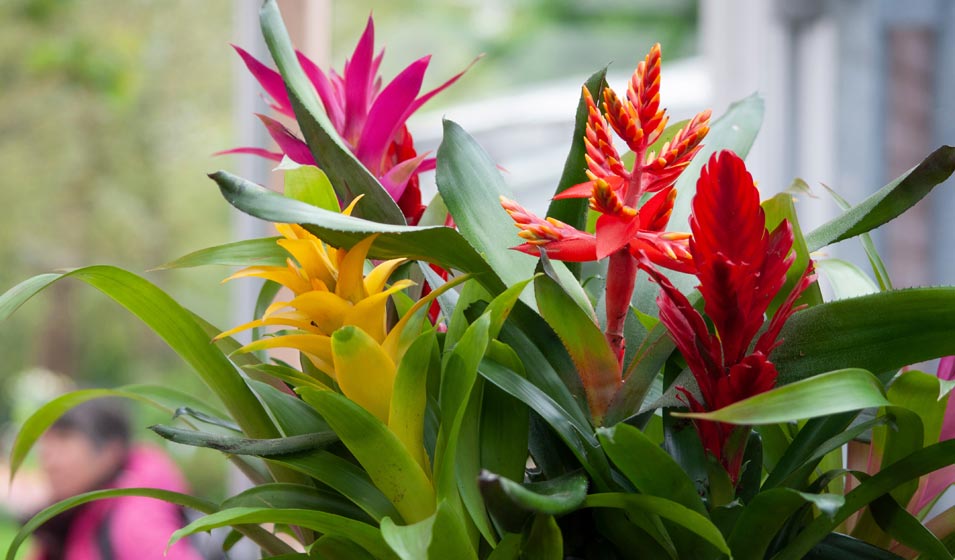 Fabelhafte Guzmania Kindel Abtrennen Bilder