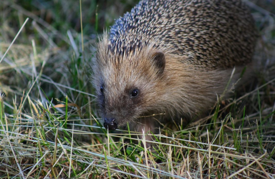 6 gestes simples pour aider le hérisson face aux fortes chaleurs de cet ...
