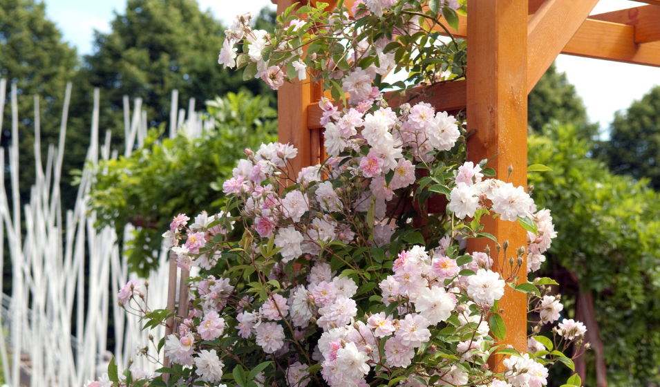 Plantas Enredaderas Trepando Vallas