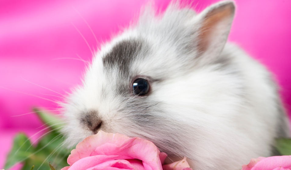 6 consejos para el recinto interior de tu conejo enano - Jardiland