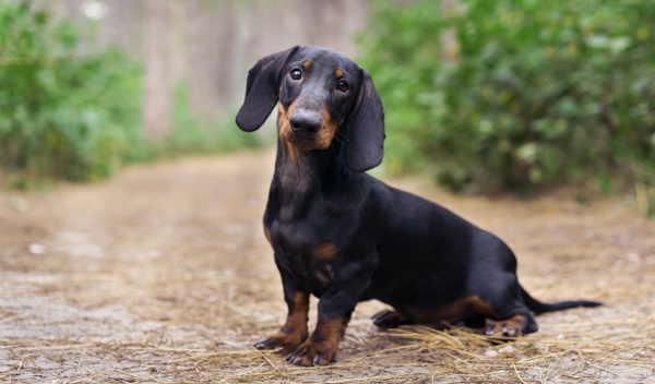 Teckel : caractère, comportement et santé - Jardiland