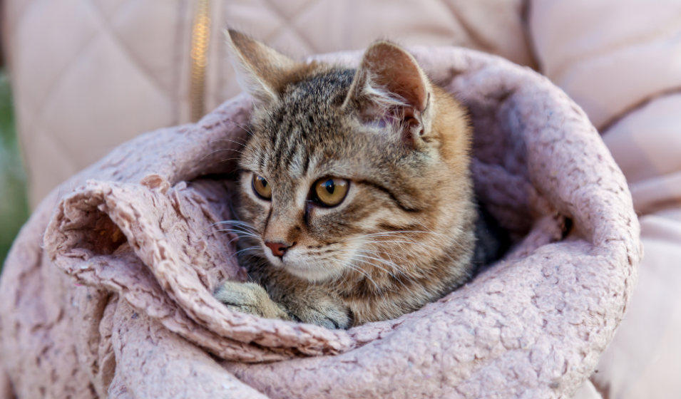 Ideas para regalar a los gatos y mimarlos - Jardiland