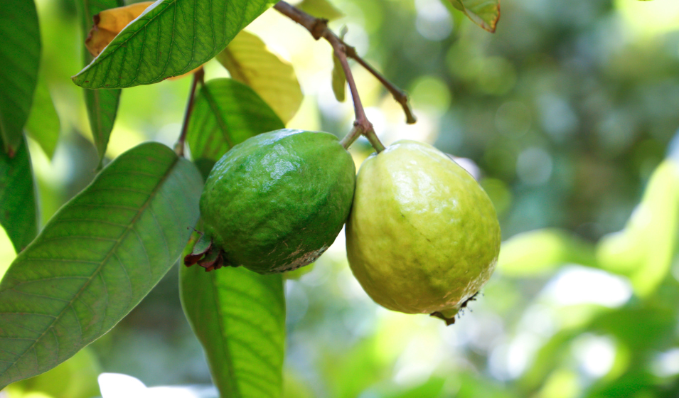 ¿Cómo plantar árboles frutales y arbustos? - Jardiland