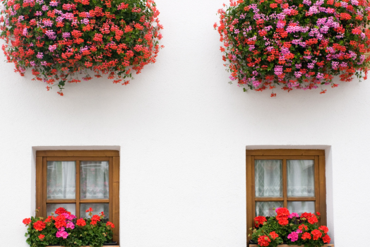 10 plantas colgantes para llenar tu hogar de vida - Jardiland