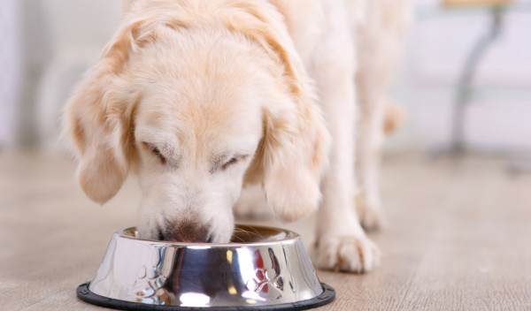 Notre guide des meilleures croquettes pour chien - Jardiland