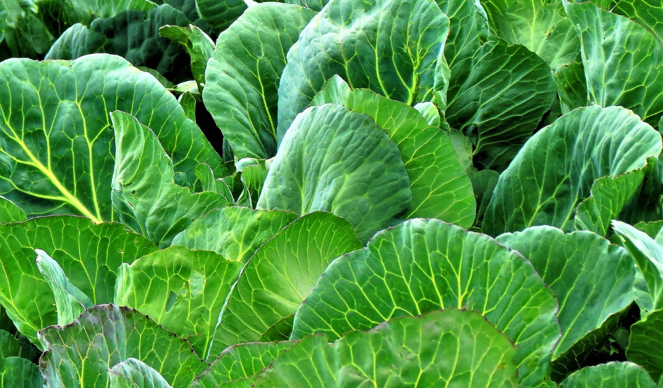 Huerto Que Verduras Les Gusta La Sombra Qué Plantar Con Poco Sol?