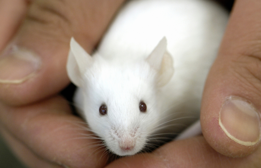 Rongeurs : 4 raisons qui font d'eux d'excellents compagnons pour les ...
