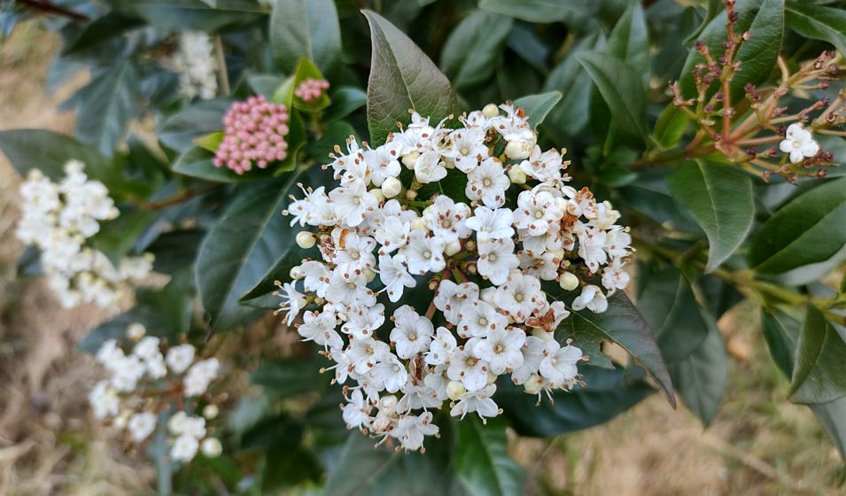 Les 8 meilleurs arbustes persistants pour une haie basse - Jardiland
