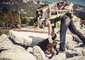 Los 10 mejores oficios para perros - Jardiland