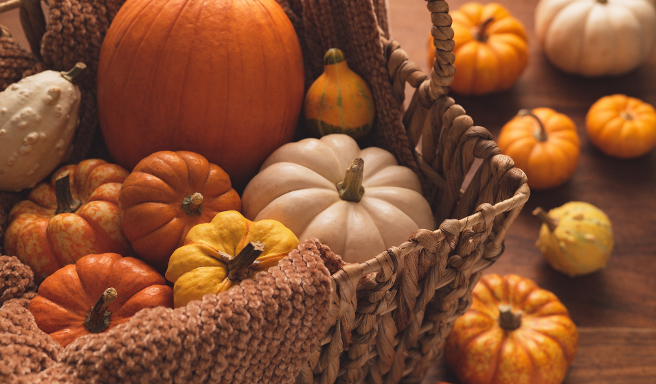 Calabaza: variedades, plantación, cultivo y degustación - Jardiland