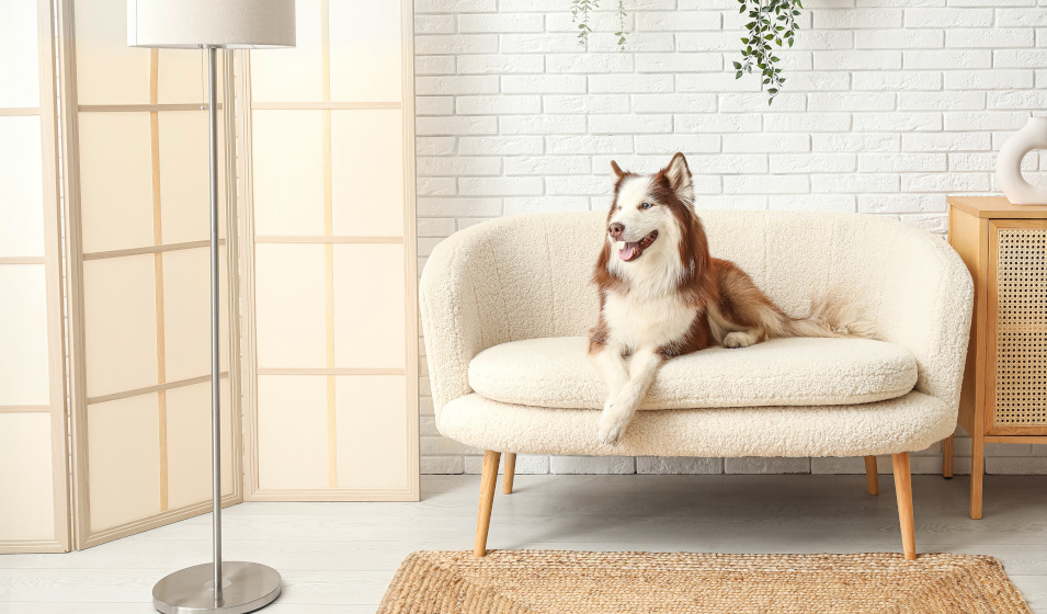 Sitemapcdatahttpsmodeinf Inetcomcanape Pour Chien Jardiland