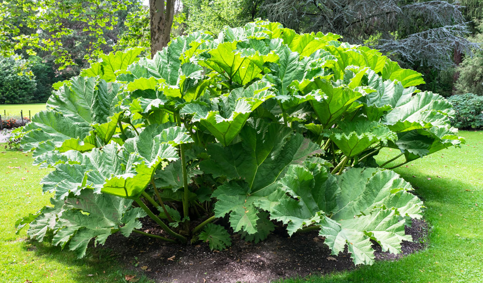 Rhubarbe géante du Brésil (Gunnera manicata) : plantation, croissance ...