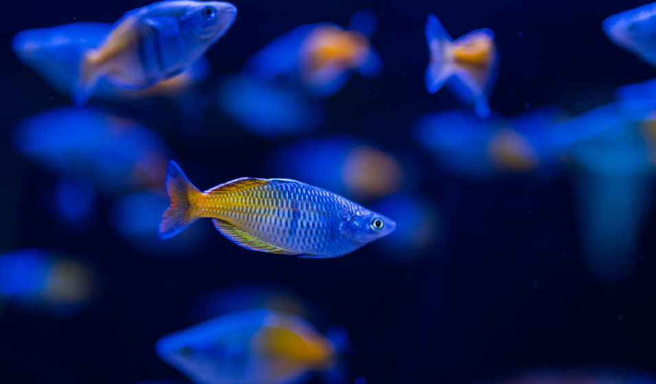 Peces Tropicales De Agua Dulce Coloridos PECES MARINOS Los Peces