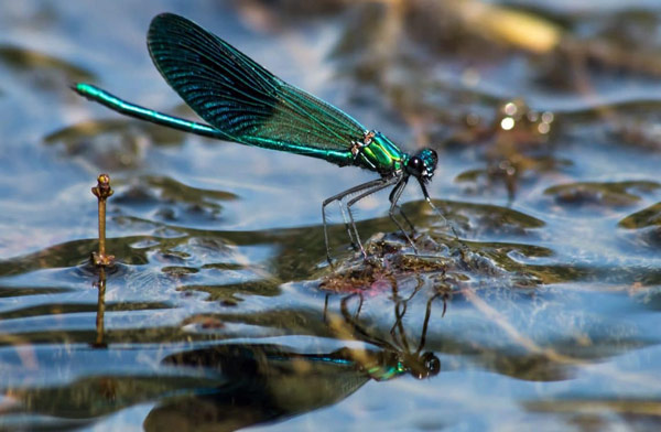 Top 7 des insectes à retrouver dans nos bassins - Jardiland